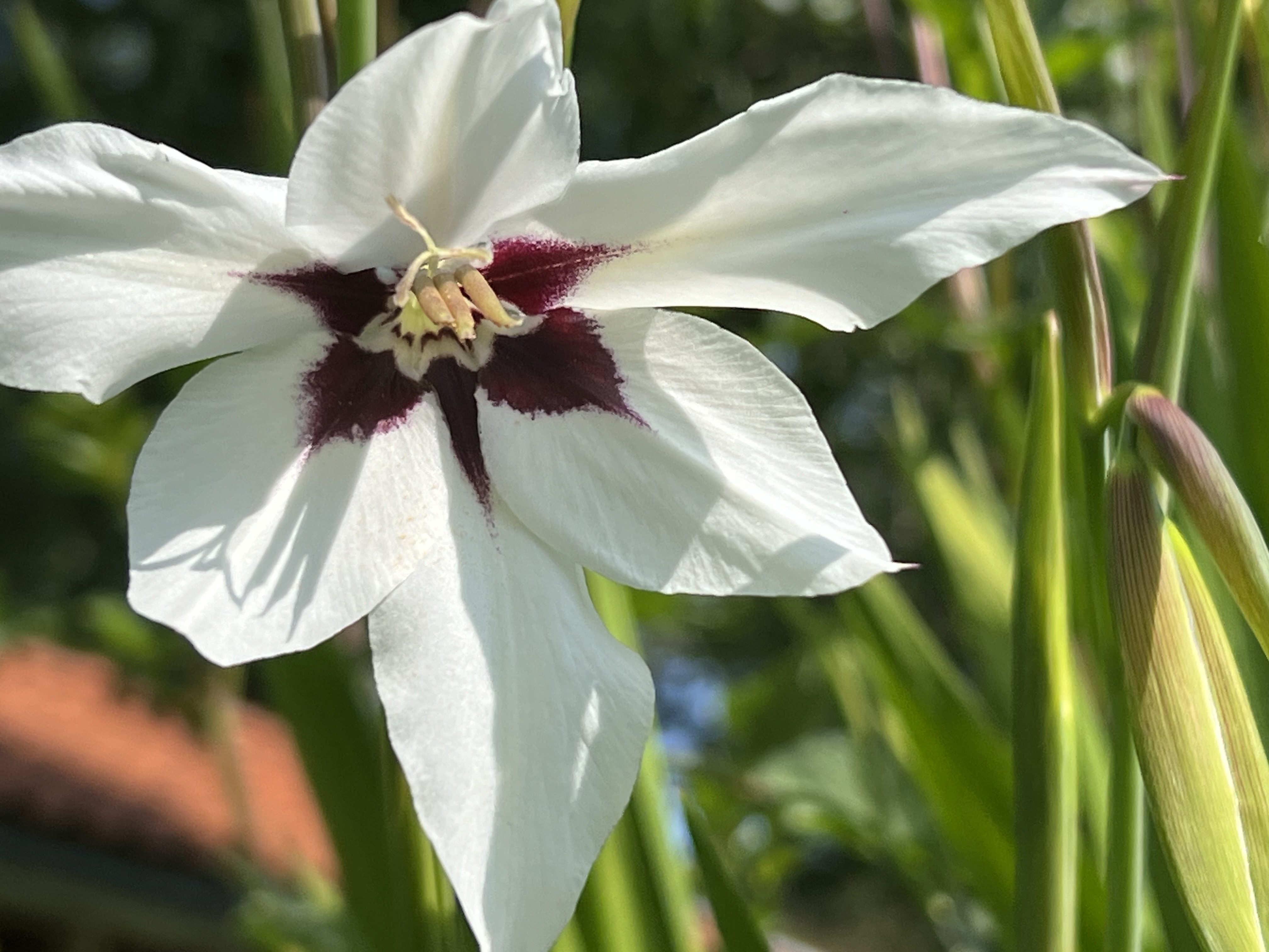 Gladiolsøster og Crocosmia – Bella Olsens hage